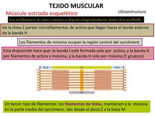Tejido muscular | PPTX
