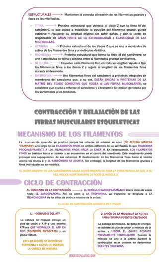 TEJIDO ÓSEO MUSCULAR ESQUELETICO TERMINADO | PDF
