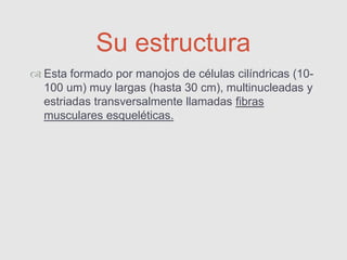 Tejido muscular esquelético | PPTX