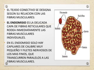 HISTOLOGIA I: Tejido MUSCULAR PARTE 1.pdf