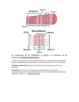 Tejido muscular mich | RTF