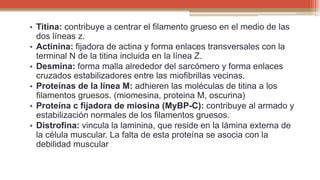 Tejido muscular terminado (2) | PPTX