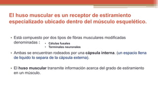 Tejido muscular terminado (2) | PPTX