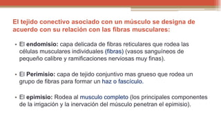 Tejido muscular terminado (2) | PPTX
