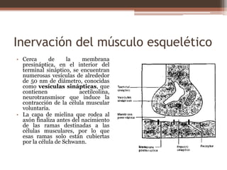 Tejido muscular y nervioso | PDF
