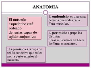 Tejido musculo esqueletico2 | PPTX