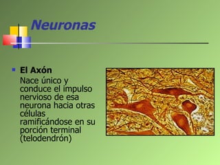 Tejido Nervioso | PPT
