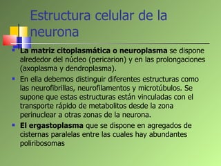 Tejido Nervioso | PPT