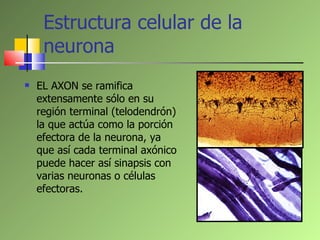 Tejido Nervioso | PPT
