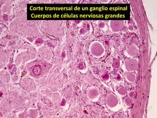 Histología Del Ganglio Espinal