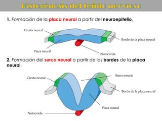 Tejido nervioso | PPTX