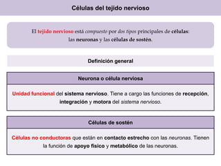 Tejido nervioso | PPTX