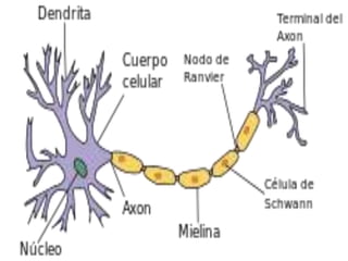 Tejido nervioso | PPTX
