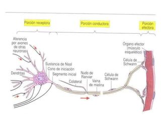 Tejido nervioso | PPTX