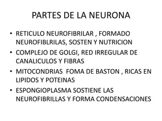 Tejido nervioso | PPTX