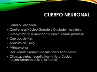 Tejido nervioso | PPTX