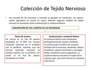 Tejido nervioso | PPTX