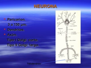 Tejido nervioso | PPT