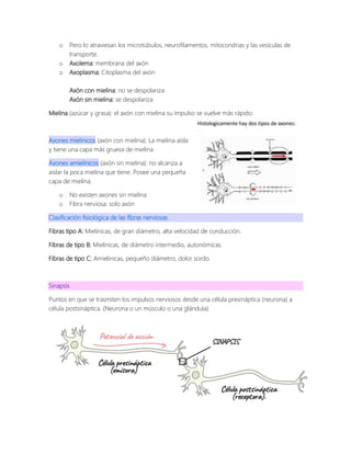 Tejido nervioso.docx