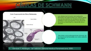 Tejido Nervioso- Histología-Geneser .pptx