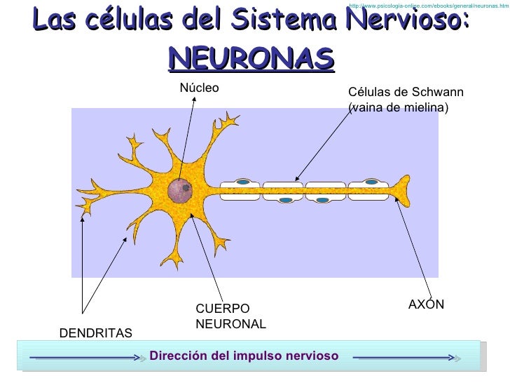 Neuropsicología 3S