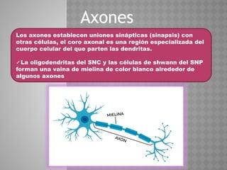 TEJIDO NERVIOSO HISTOLOGÍA MODIFICADO 2025.pptx