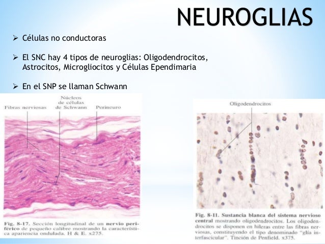 Tejido nervioso, neurona neuroglia y todo lo referente a el.
