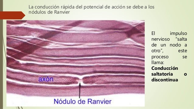 Histología del tejido nervioso