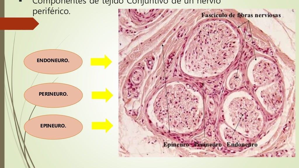 Histología del tejido nervioso