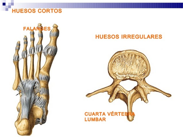 Huesos irregulares - Imagui