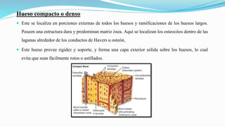 Tejido oseo y cartilaginoso | PPTX
