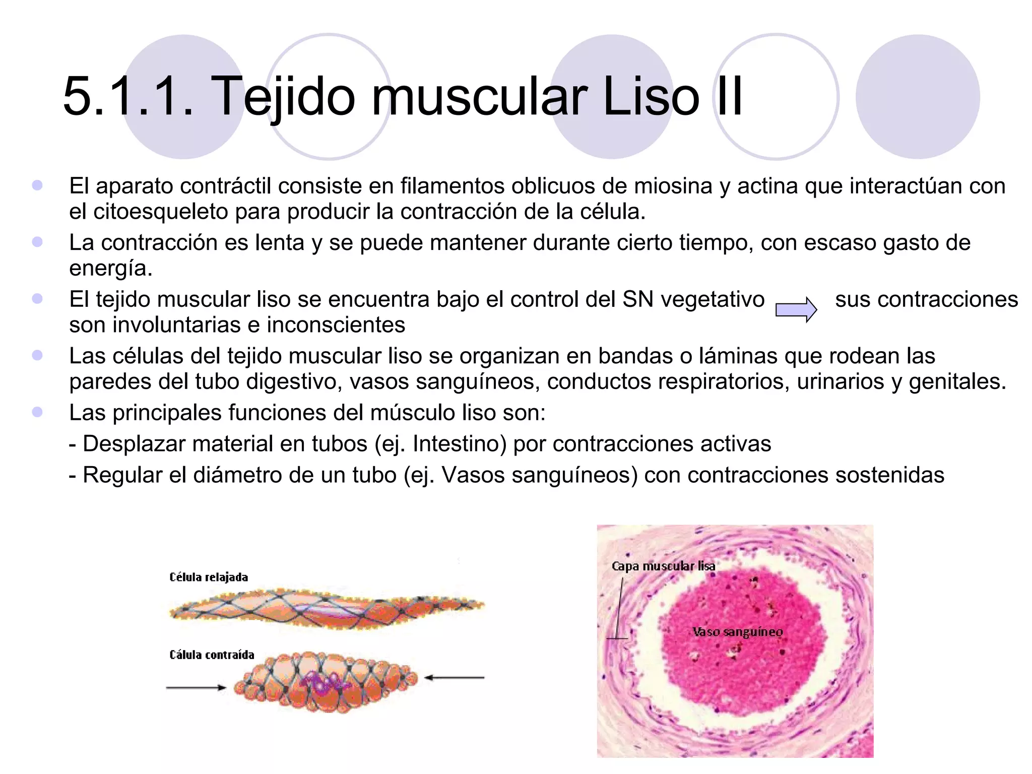 Tejidos AnimalesII (Muscular y Nervioso) | PPS