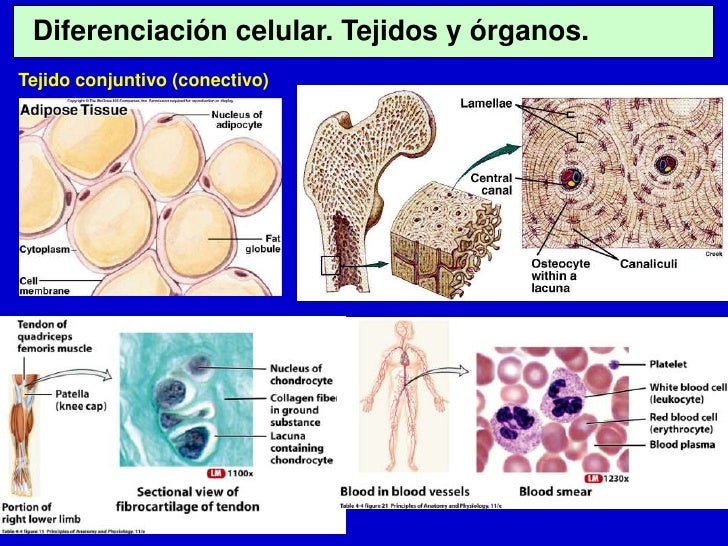 Tejidos, aparatos y sistemas Tejidos, aparatos y sistemas