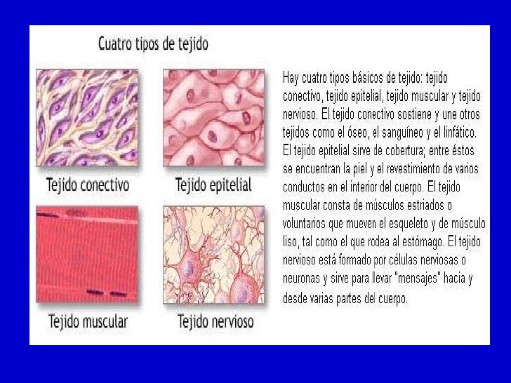 Tejidos, aparatos y sistemas Tejidos, aparatos y sistemas