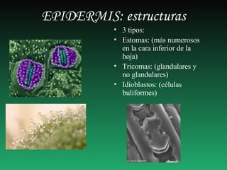 Tejidos protectores | PPT
