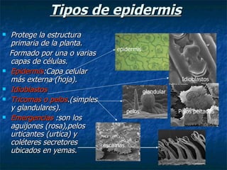 Tejidos Protectores Epidermicos Candelaria Ayhtami | PPT
