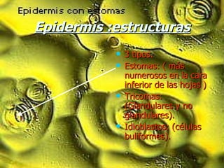 Tejidos Protectores Epidermicos Candelaria Ayhtami | PPT
