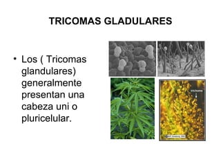 Tejidos Secretores | PPT