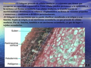 Tejidos Suberosos | PPT