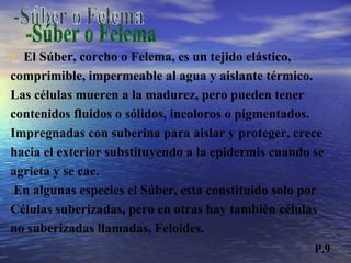 Tejidos Suberosos | PPT