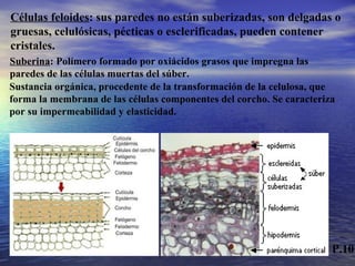 Tejidos Suberosos | PPT