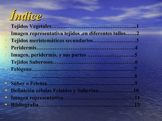 Tejidos Suberosos | PPT