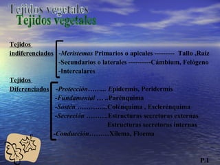 Tejidos Suberosos | PPT