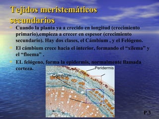 Tejidos Suberosos | PPT