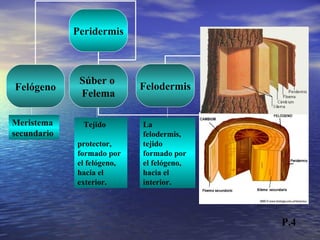 Tejidos Suberosos | PPT