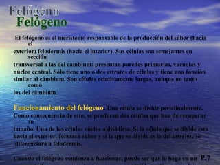 Tejidos Suberosos | PPT