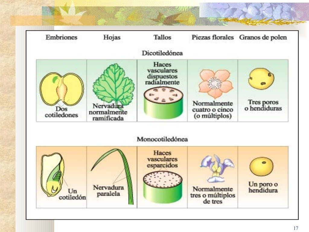 Tejidos Vegetales