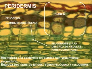 Tejidos Vegetales | PPS