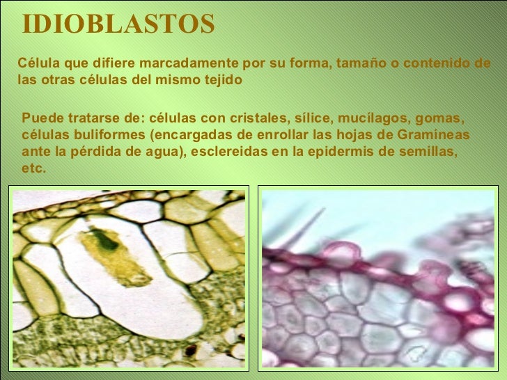 Tejidos Vegetales