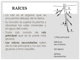 tejidos-vegetales-estructuras de las plantaspdf | PDF